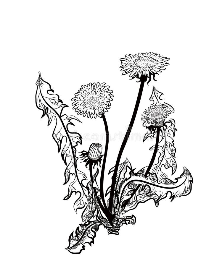 Dandelion Line Drawing Stock Illustrations – 4,529 Dandelion Line ...