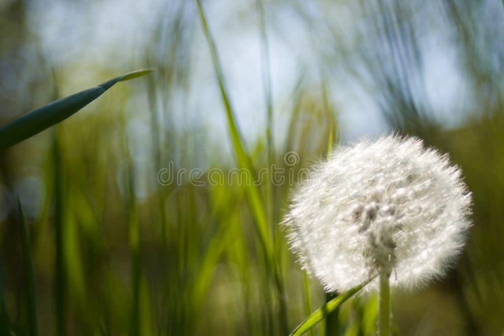 Dandelion stock photo. Image of season, fluffy, peace - 4840404