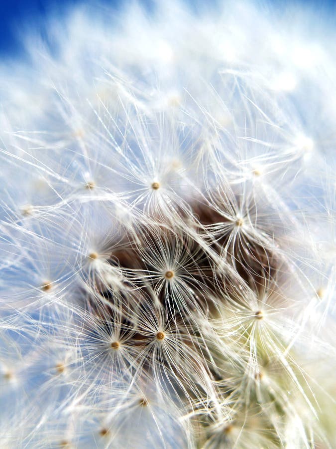 Dandelion stock image. Image of transparent, natural, flora - 5148441