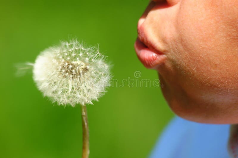 Dandelion stock photo. Image of spring, blowing, play, green - 610630