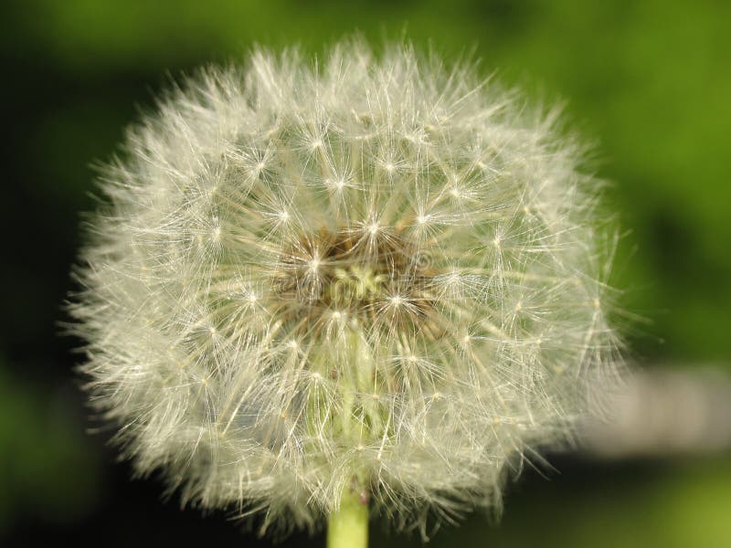 Dandelion flower pollen stock image. Image of closeup - 19574917
