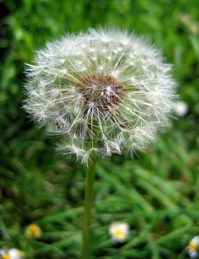 The dandelion stock photo. Image of detail, blur, dandelions - 727514