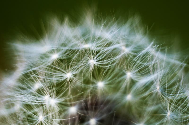 Abstract Burst of a Dandelion Parachute Ball Stock Photo - Image of ...