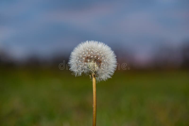 Dandelion Against the Dark Sky Stock Photo - Image of flower, fall ...