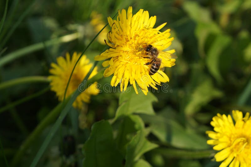 Bees Buzz Around Building Honeycombs Stock Photo - Image of colony ...