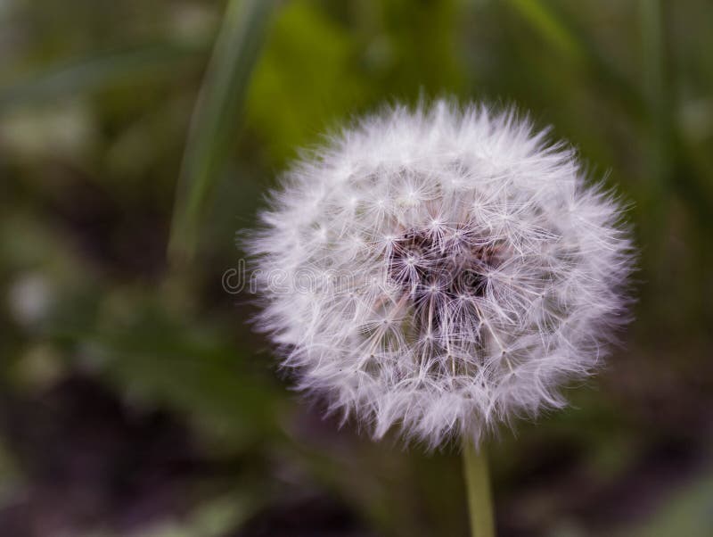 Dandelion stock image. Image of color, style, particle - 94561057