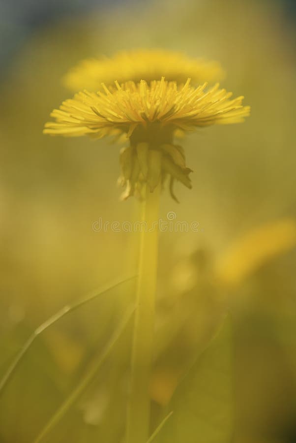 Dandelion Background Picture. Image: 10021093