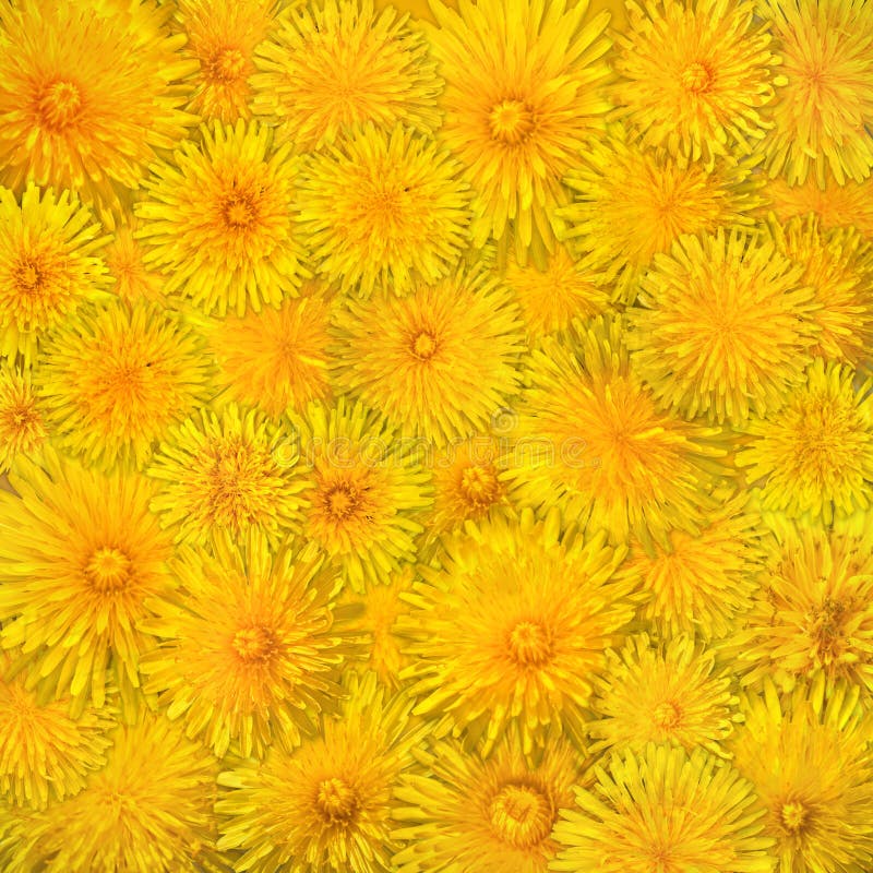Dandelion background stock image. Image of beauty, color - 5234015