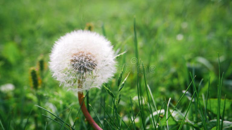 Dandelion on a Background of Green Spring Grass Stock Image - Image of ...