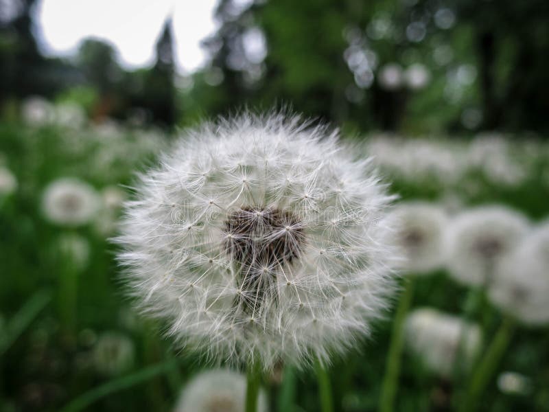 Dandelion stock photo. Image of vegetation, nature, cotton - 59722080