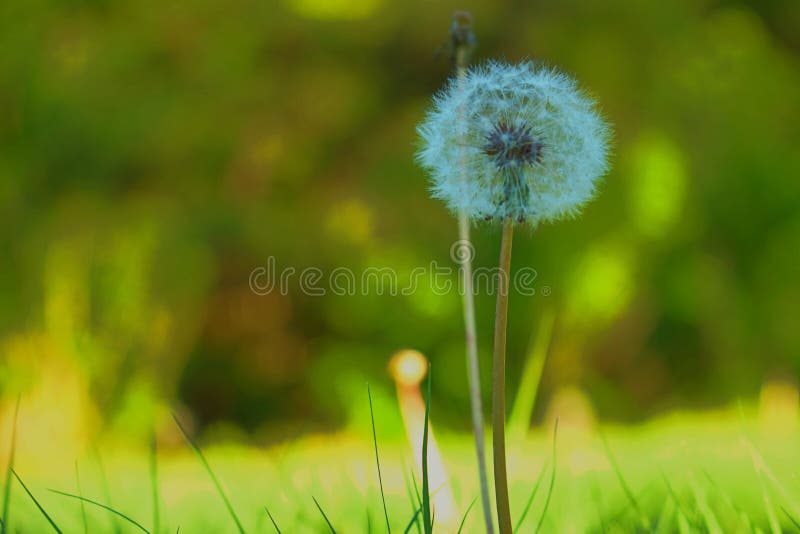 Dandelion Background stock photo. Image of windows, green - 89867686