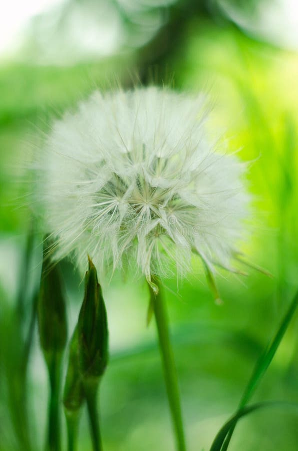 Dandelion stock photo. Image of spring, flower, whiteflowers - 92993970