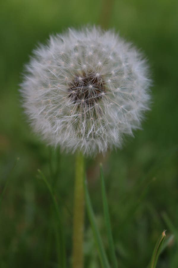 Dandelion stock photo. Image of summer, seeds, plant - 90674122