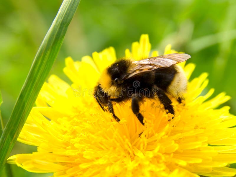 Dandelion with bee stock image. Image of herb, life, garden - 15404507