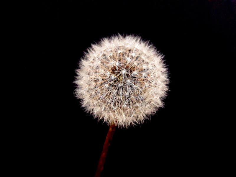 493 Dandelion Dark Red Maroon Background Stock Photos - Free & Royalty ...