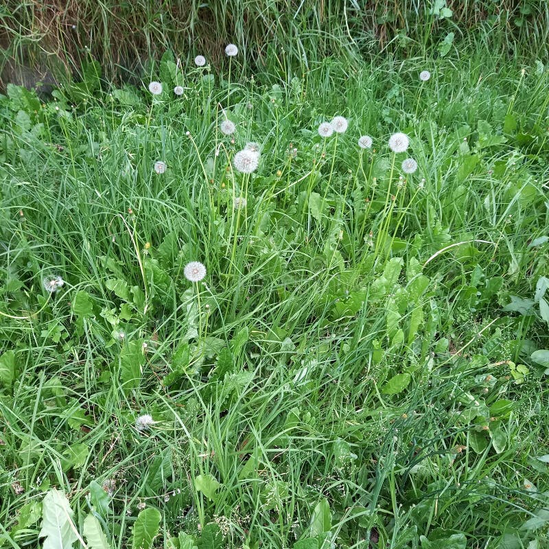 Dandelion in Bloom stock photo. Image of prairie, evergreen - 234605054