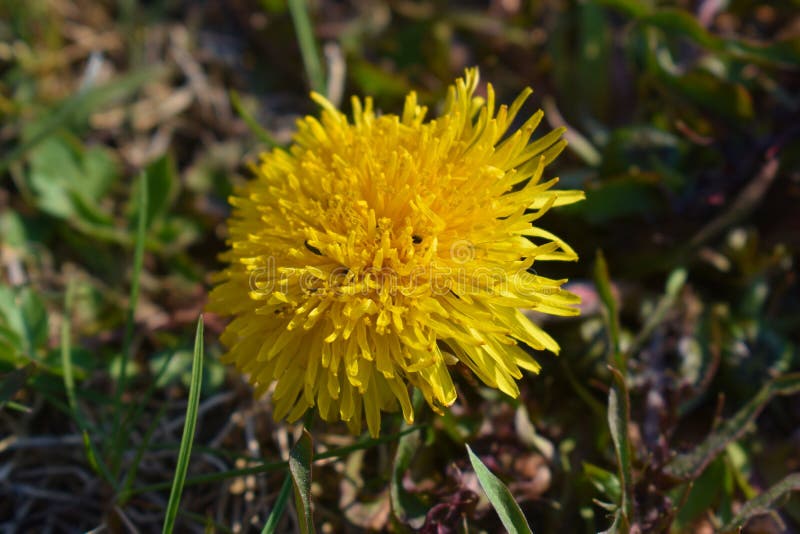 A dandelion bloom stock photo. Image of middle, green - 169783944