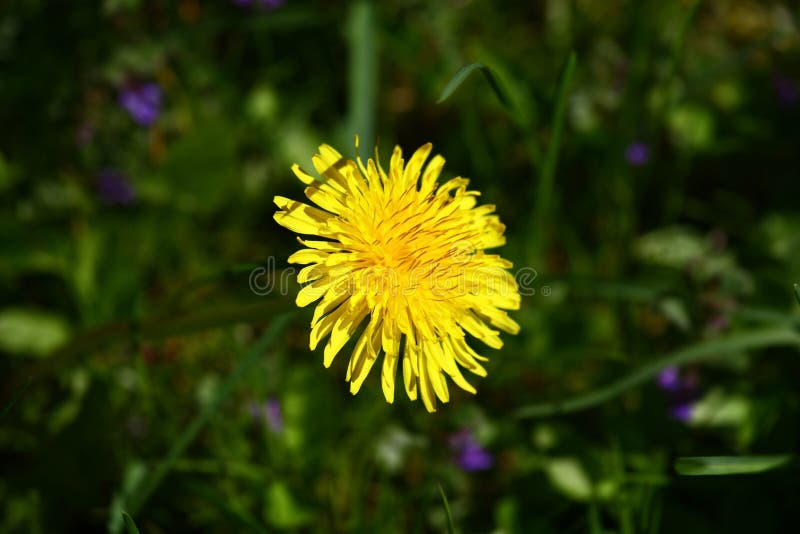 Dandelion bloomed stock photo. Image of medicinal, meadow - 220701816