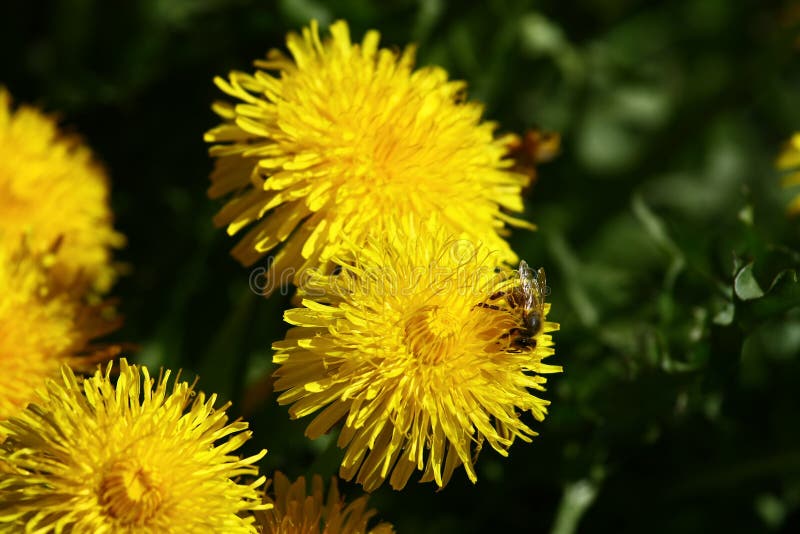 Dandelion bloomed stock image. Image of honey, blooming - 220701821