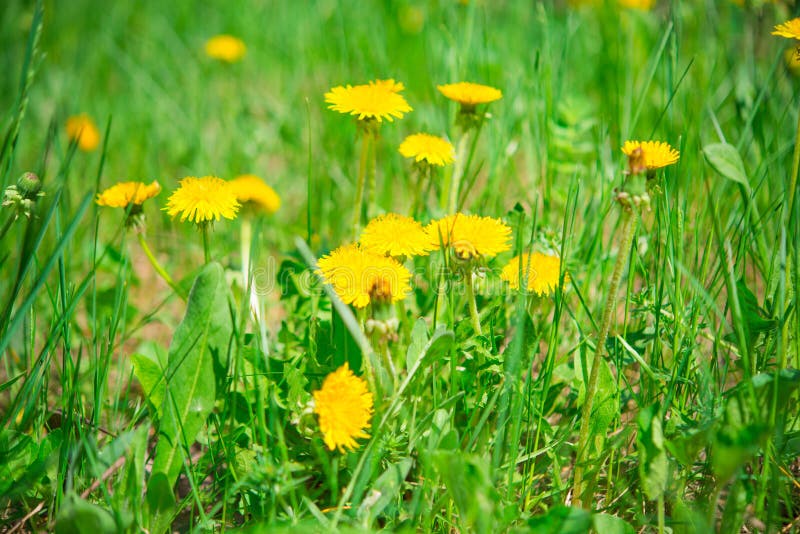 Dandelion blooming stock image. Image of pasture, farm - 32424553