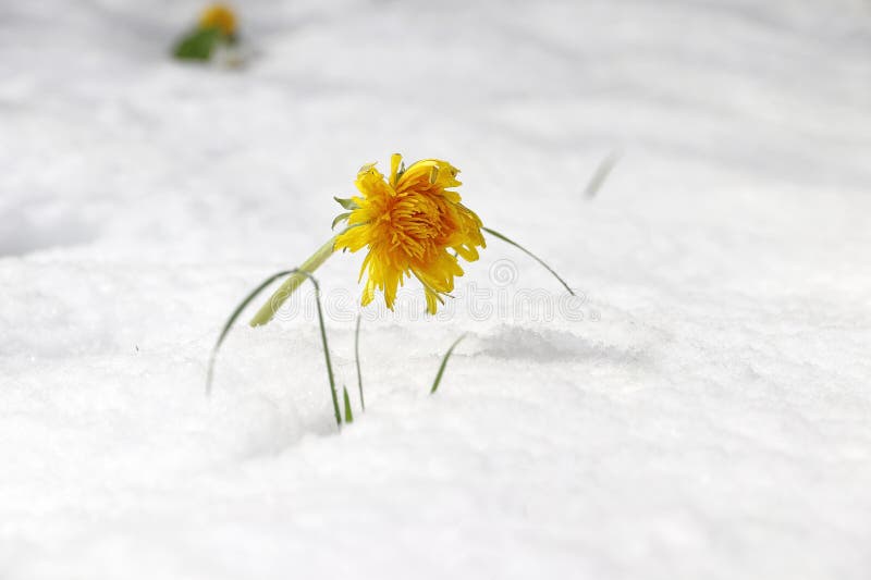 Dandelion Blossom in the Snow. Cold Weather with Snowfall in Spring ...