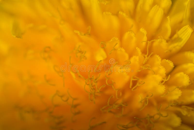 Dandelion Blossom in Spring Makro Stock Photo - Image of gift, light ...