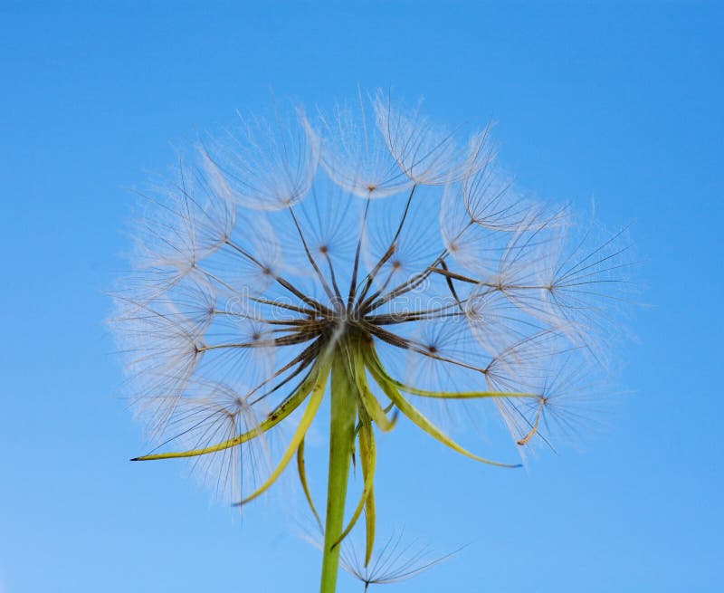 A Dandelion blowing stock image. Image of delicate, summer - 18876463