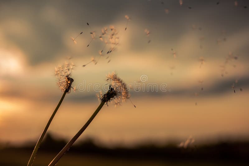 A Dandelion Blowing Seeds in the Wind at Dawn.Closeup,macro Stock Photo ...