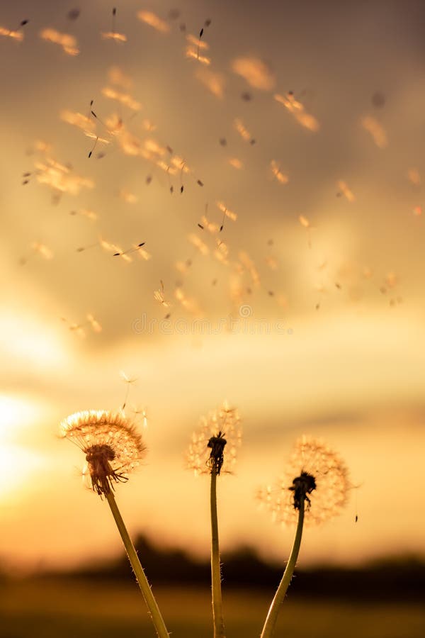 A Dandelion Blowing Seeds in the Wind at Dawn.Closeup,macro Stock Photo ...