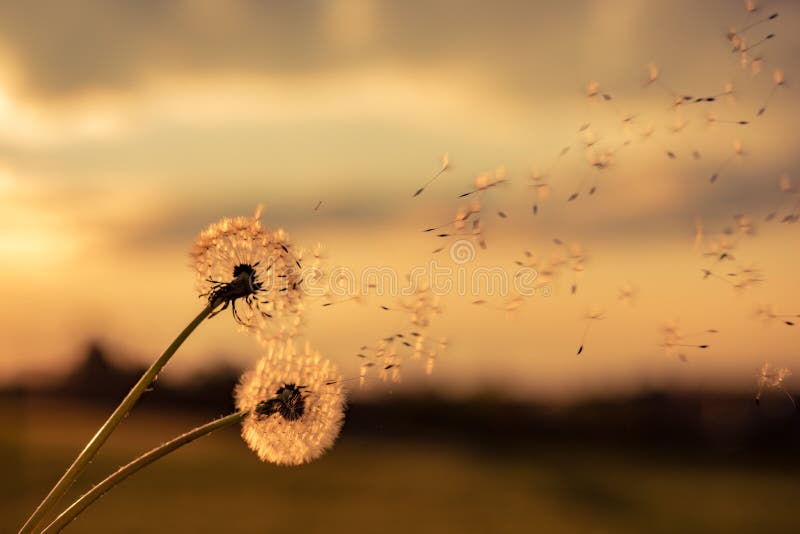 A Dandelion Blowing Seeds in the Wind at Dawn.Closeup,macro Stock Photo ...