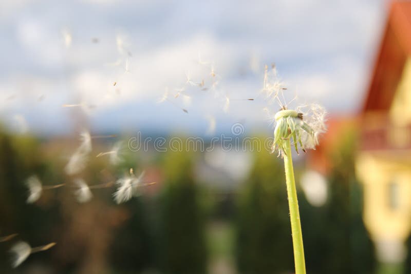 Dandelion Blowing Seeds in the Wind Stock Photo - Image of peace, grass ...