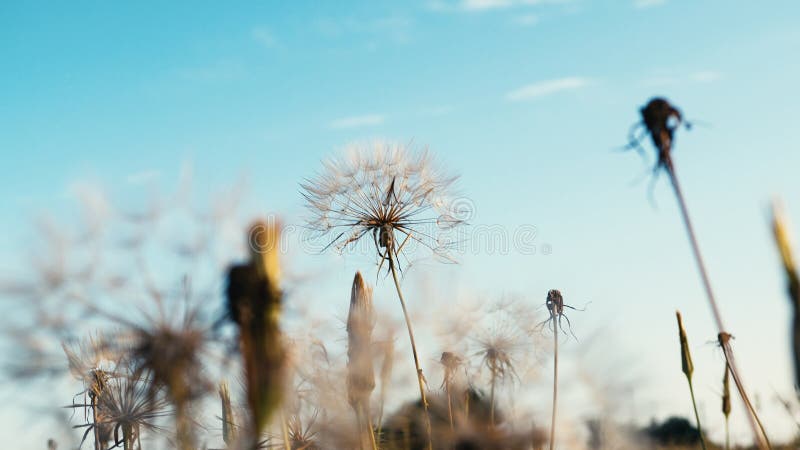 Dandelion Blowing in the Wind Stock Photo - Image of plant, blossom ...
