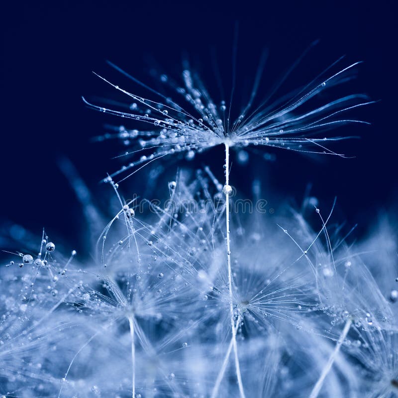 Dandelion blowing stock image. Image of beauty, delicate - 30908437