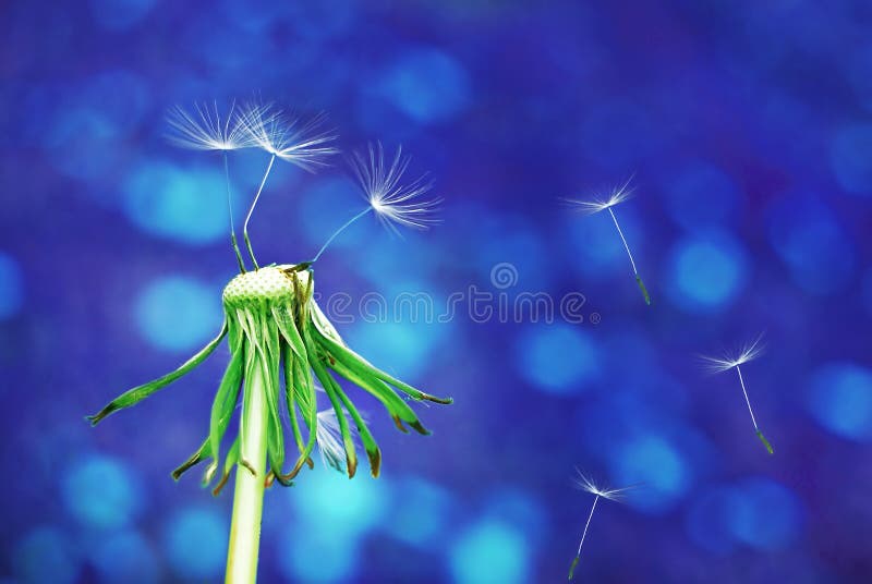 Dandelion Blue stock image. Image of macro, green, spring - 4879525