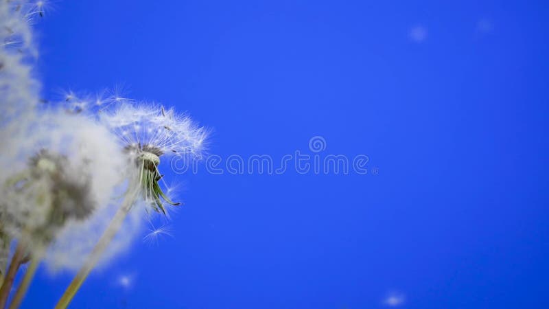 Dandelion on Blue Screen Background. Video Static Camera, Slow Motion ...