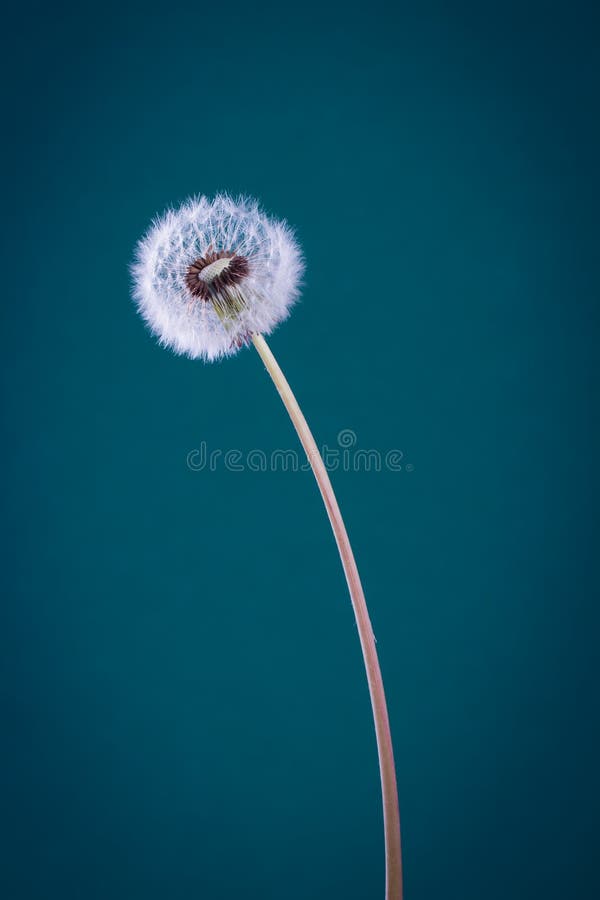 Dandelion on blue stock image. Image of blossom, bloom - 40012797