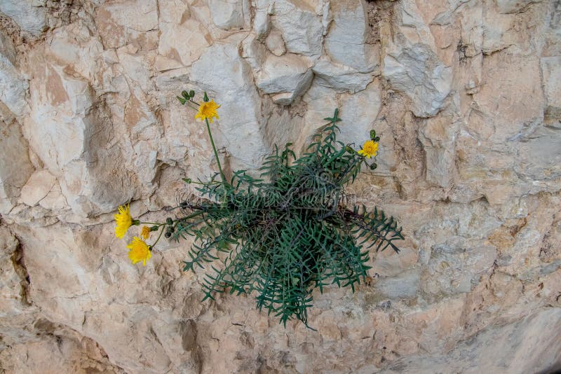 Dandelion stock image. Image of natural, color, closeup - 111312467