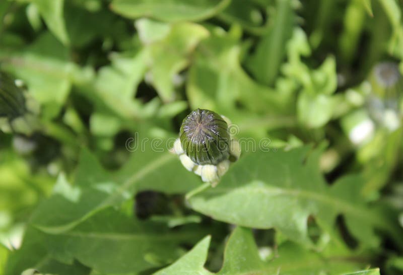 A dandelion bud in spring stock photo. Image of field - 209233274