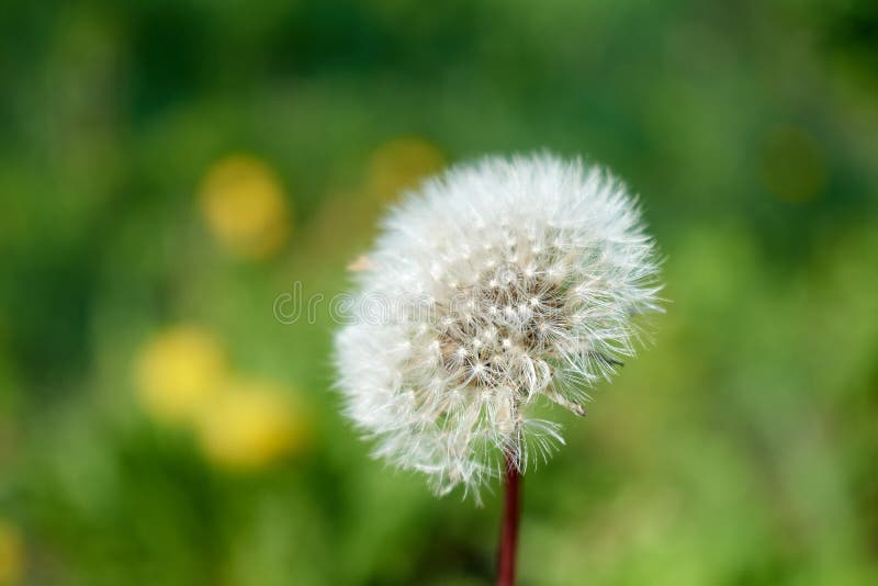Dandelion in the Center of the Frame with the Main Focus on the Center ...