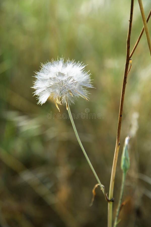 Dandelion clock. stock image. Image of plant, selective - 2042049