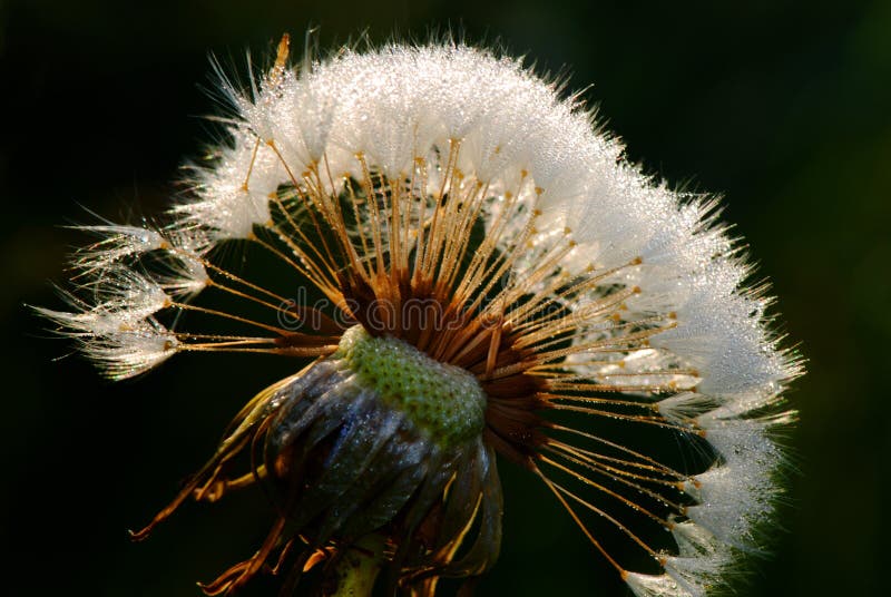Dandelion clock stock image. Image of common, constant - 26090891