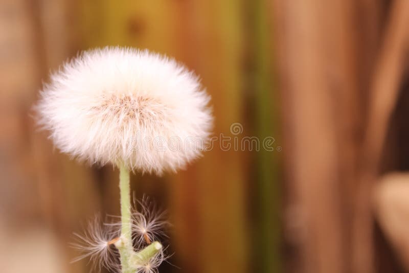 This is a Dandelion Clock Flower Stock Image - Image of plant, clock ...