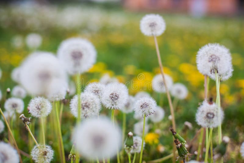 Dandelion clock stock photo. Image of field, garden - 144909658