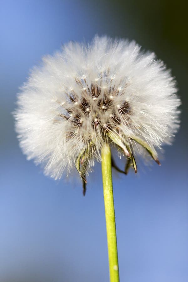Dandelion clocks stock photo. Image of environment, agriculture - 93132688