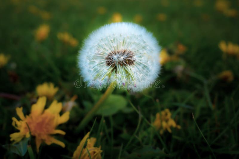 Dandelion Clock in a Meadow Stock Image - Image of scenery, flowers ...
