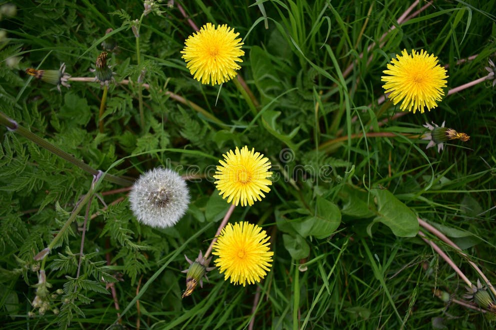 Dandelion Clock with Proper Dandelions Stock Image - Image of grown ...