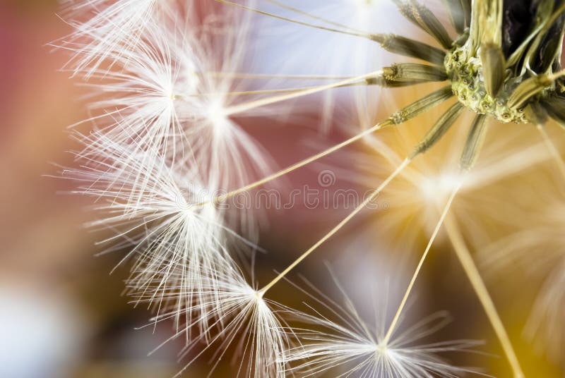 Dandelion Closeup stock photo. Image of natural, floral - 31429150