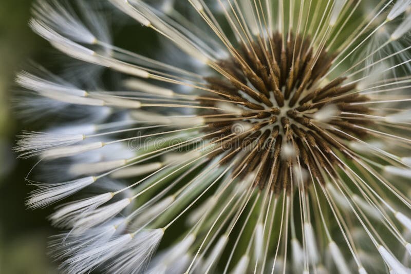 101 Spanish Dandelion Stock Photos - Free & Royalty-Free Stock Photos ...
