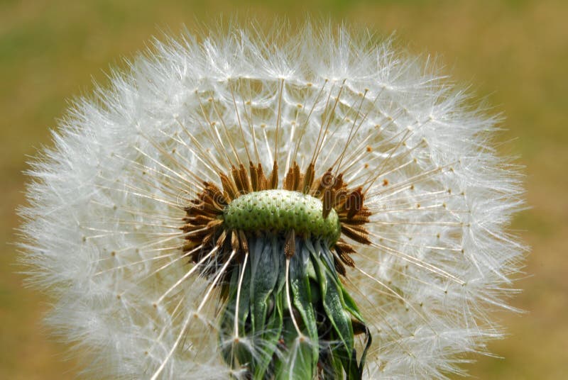 Dandelion close up stock image. Image of flora, natural - 5309629