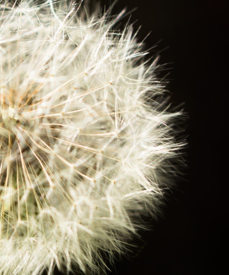 Dandelion close up stock photo. Image of summer, outdoor - 220348744